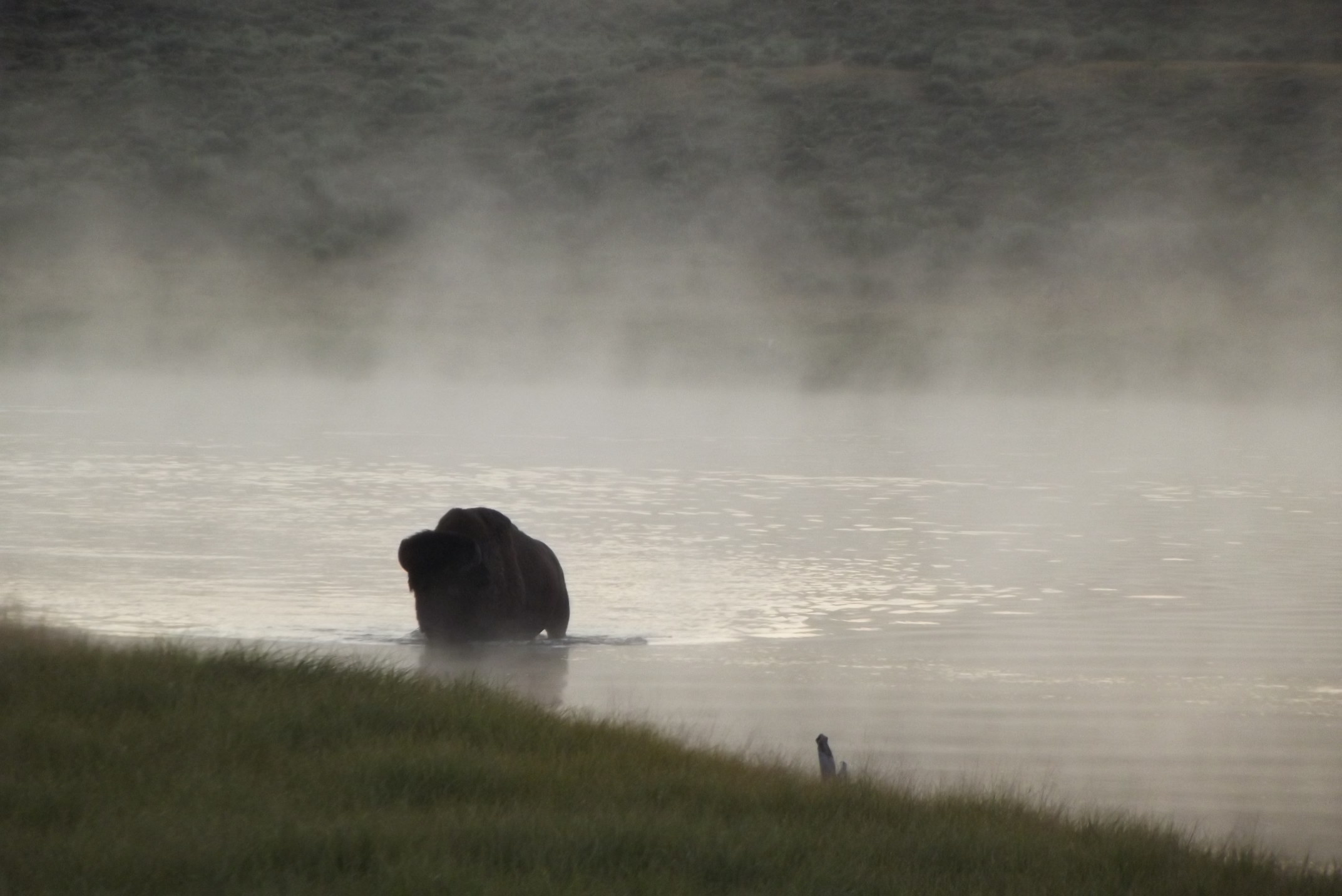 Buffalo at dawn, Yellowstone | Shutterbug